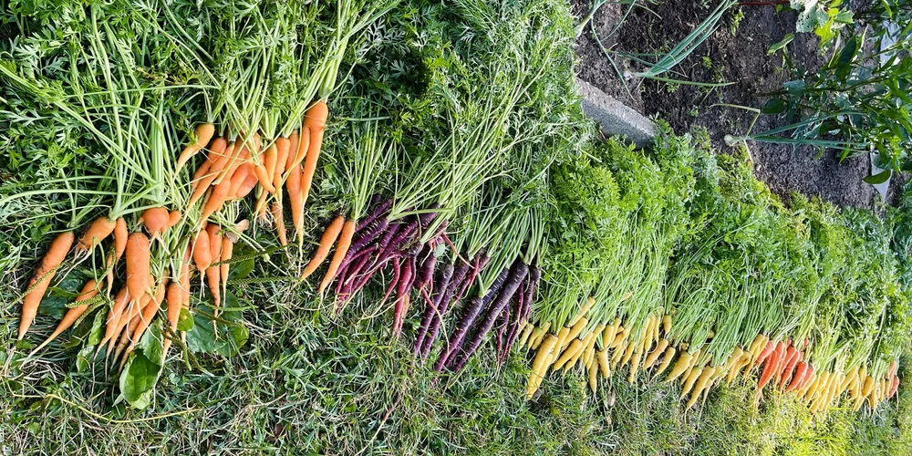 How to Grow Carrots: Easy Guide for Sweet & Crunchy Harvests — Sowing ...