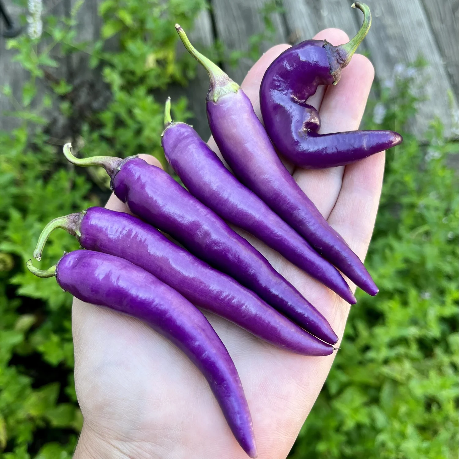 Colorful Fruits & Veggies: Health Benefits of Eating the Rainbow ...
