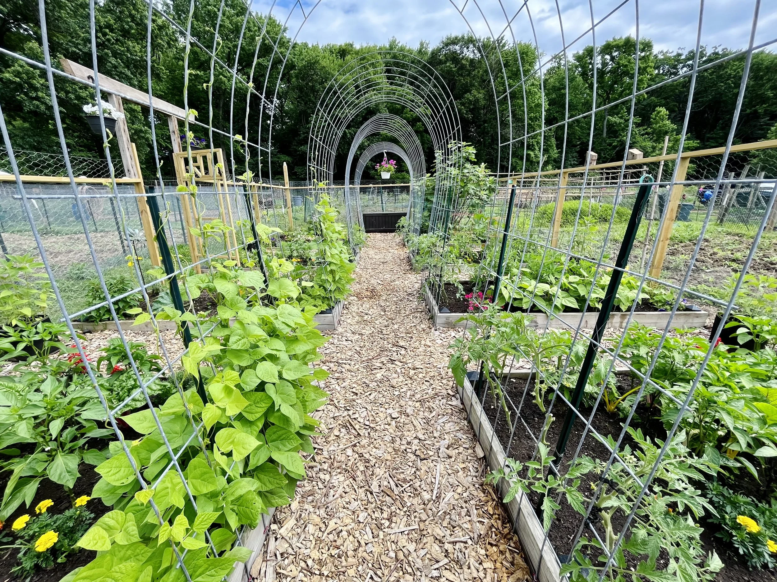 How to Choose the Perfect Spot for Your Home Garden — Sowing in Suburbia