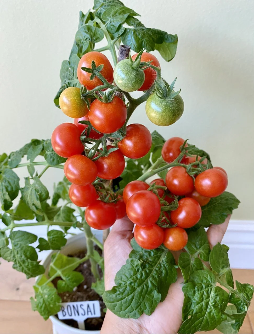 Tips for Growing Tomatoes Year-Round in Containers — Sowing in Suburbia