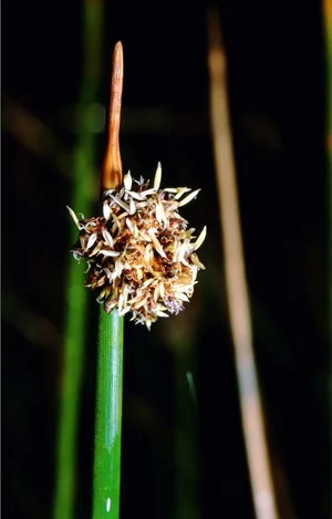 Ficinia nodosa — Australian Plants Society Tasmania inc