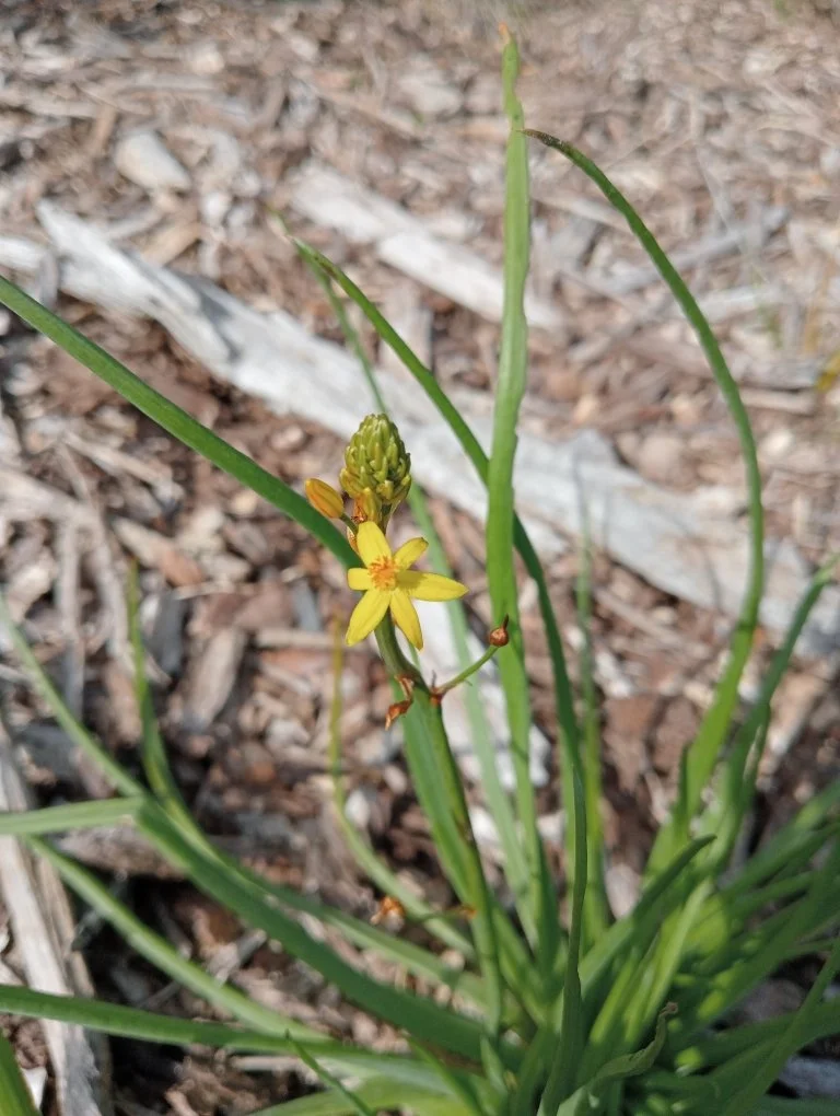 Bulbine bulbosa — Australian Plants Society Tasmania inc