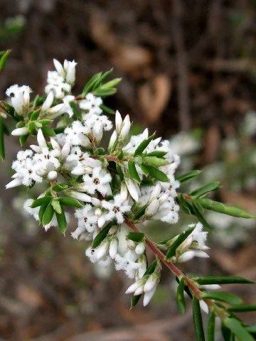 Leucopogon virgatus — Australian Plants Society Tasmania inc