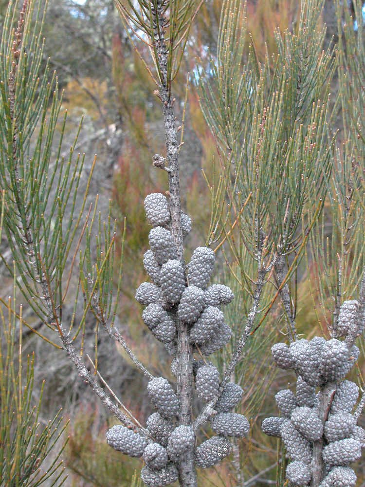 Allocasuarina zephyrea — Australian Plants Society Tasmania inc