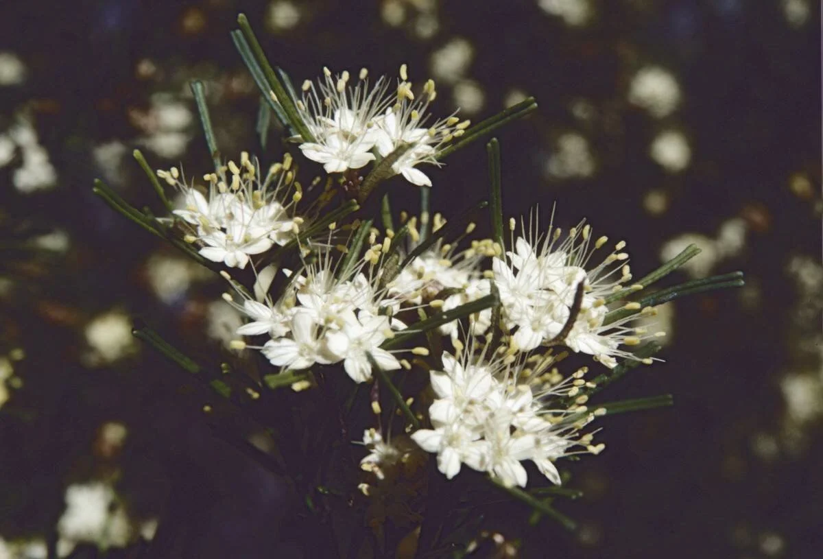 Australian Plants Society Tasmania inc | Discover and Grow Native Plants