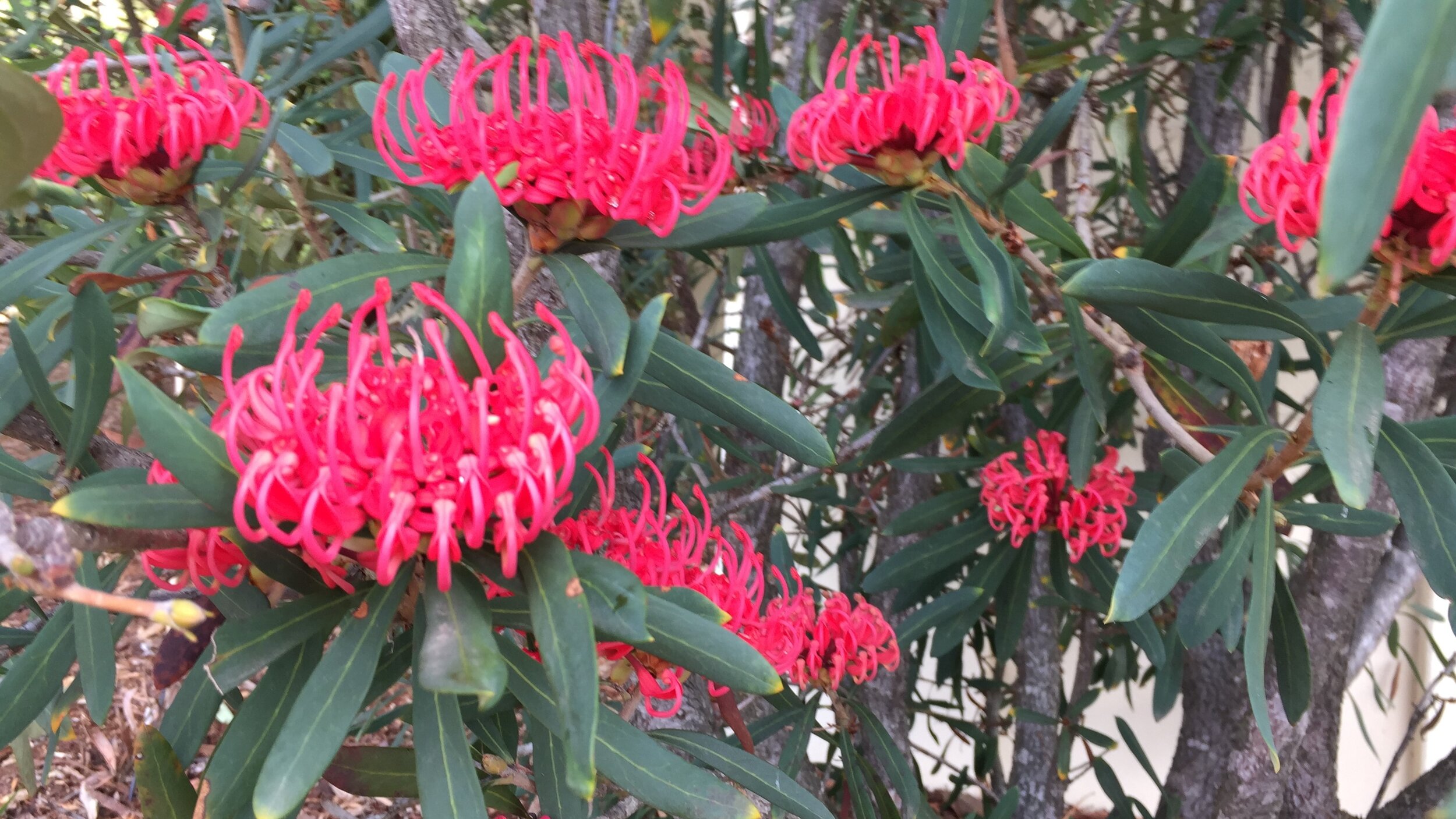 Telopea truncata — Australian Plants Society Tasmania inc