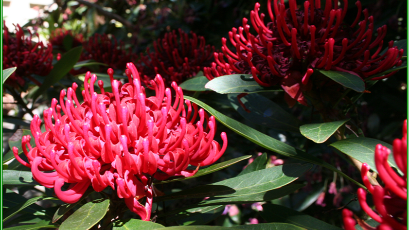 Flora — Australian Plants Society Tasmania inc