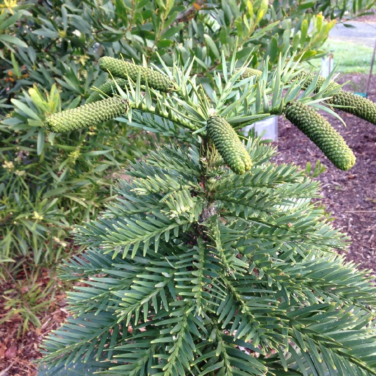 Gondwana — Australian Plants Society Tasmania inc