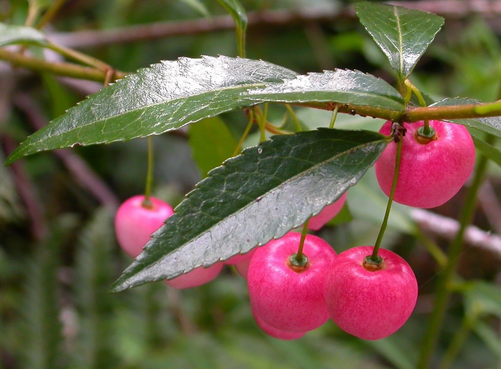 Aristotelia peduncularis — Australian Plants Society Tasmania inc