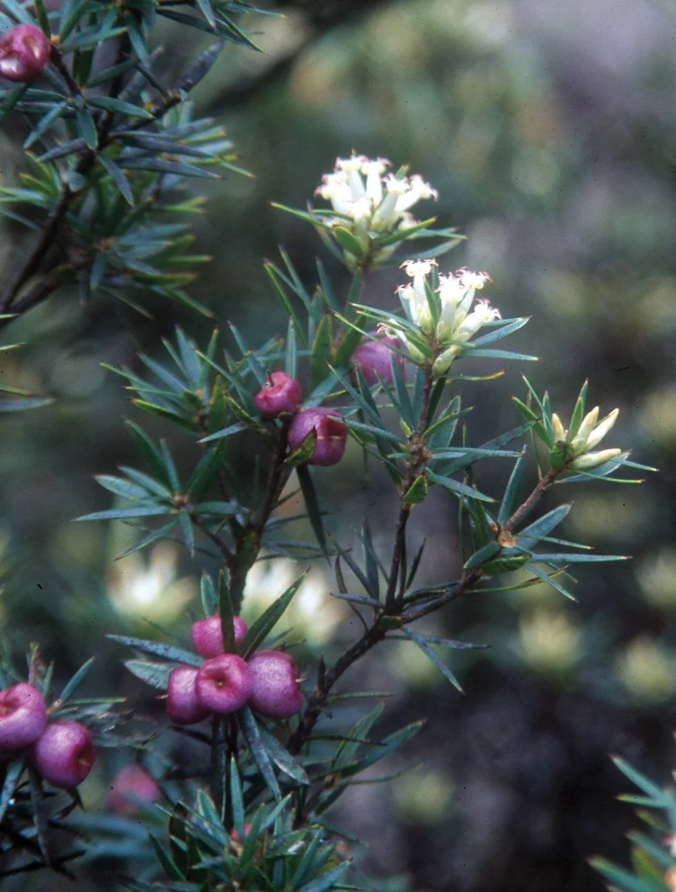 Cyathodes glauca — Australian Plants Society Tasmania inc