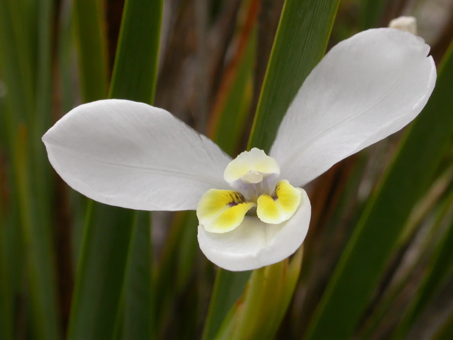 Diplarrena moraea — Australian Plants Society Tasmania inc