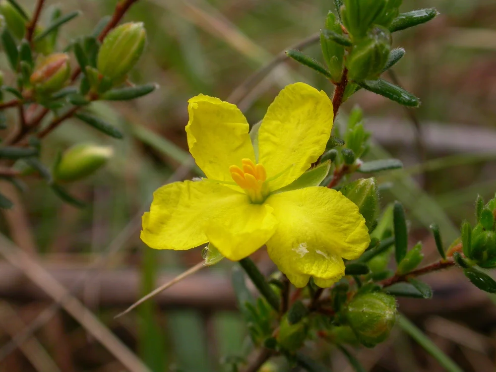 Hibbertia riparia — Australian Plants Society Tasmania inc