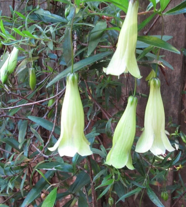 Billardiera longiflora — Australian Plants Society Tasmania inc