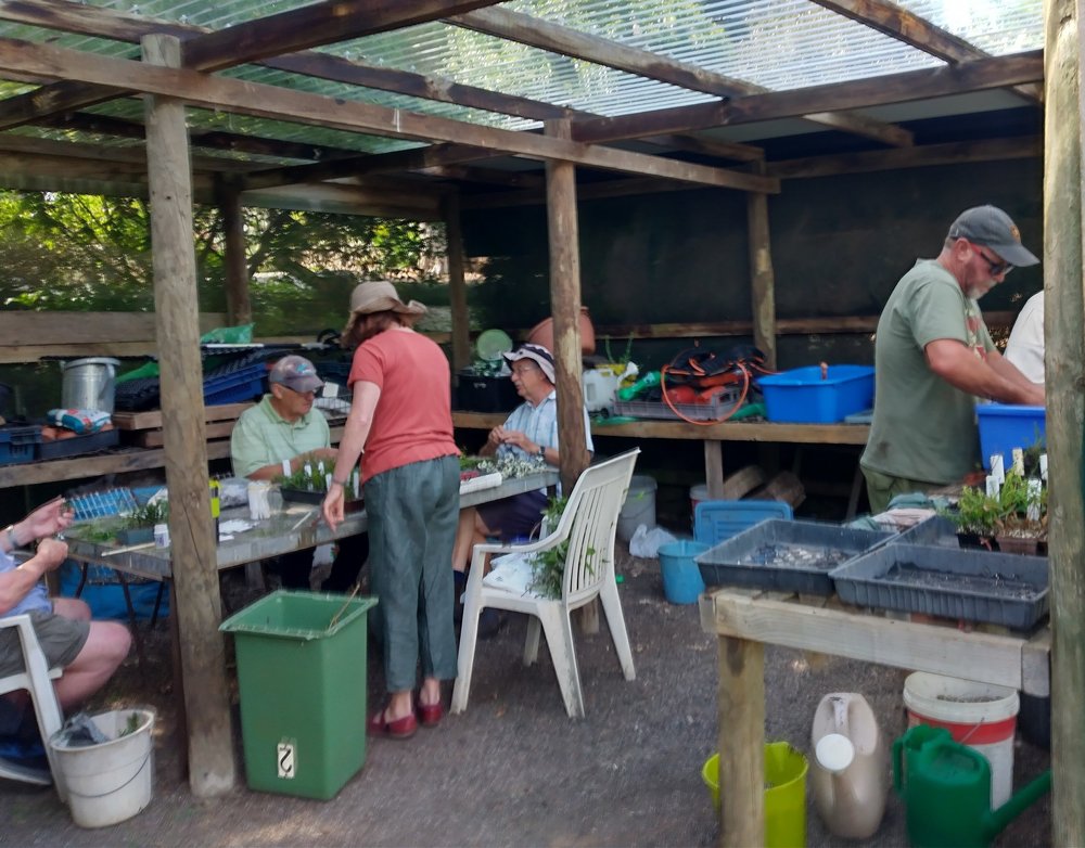 Propagation at North West Group Nursery — Australian Plants Society Tasmania inc
