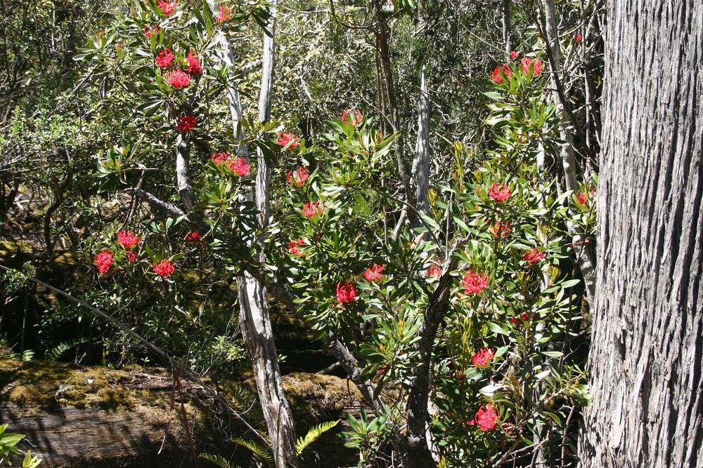 Telopea truncata — Australian Plants Society Tasmania inc
