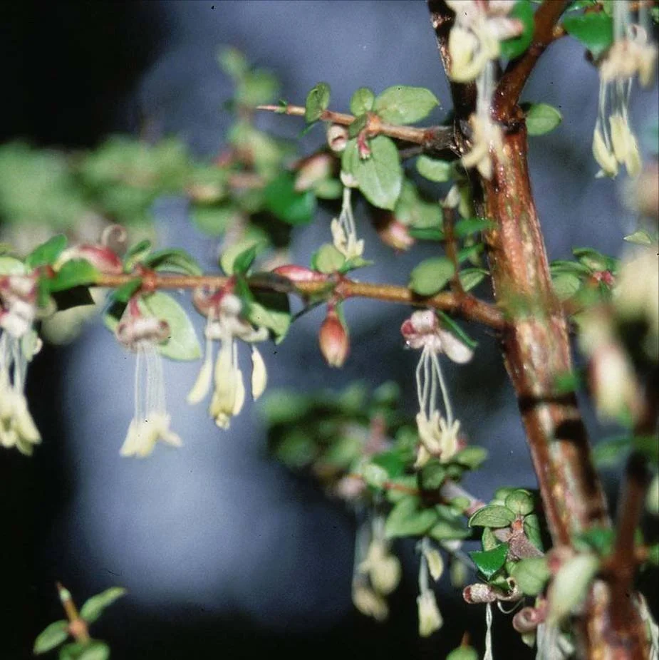 Coprosma quadrifida — Australian Plants Society Tasmania inc