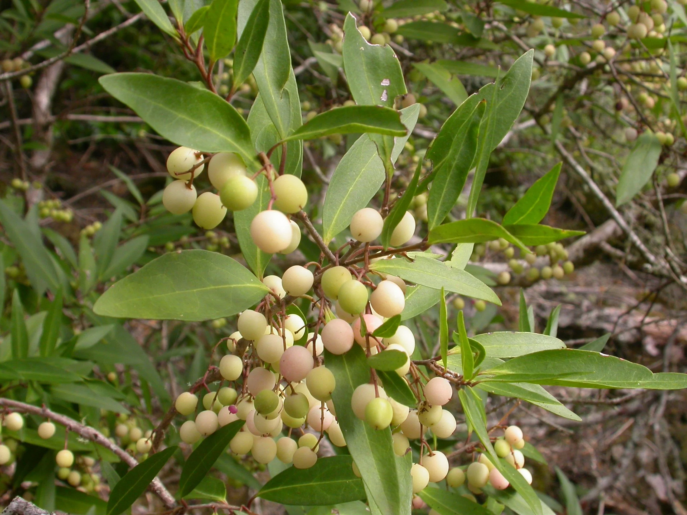 Notelaea ligustrina — Australian Plants Society Tasmania inc