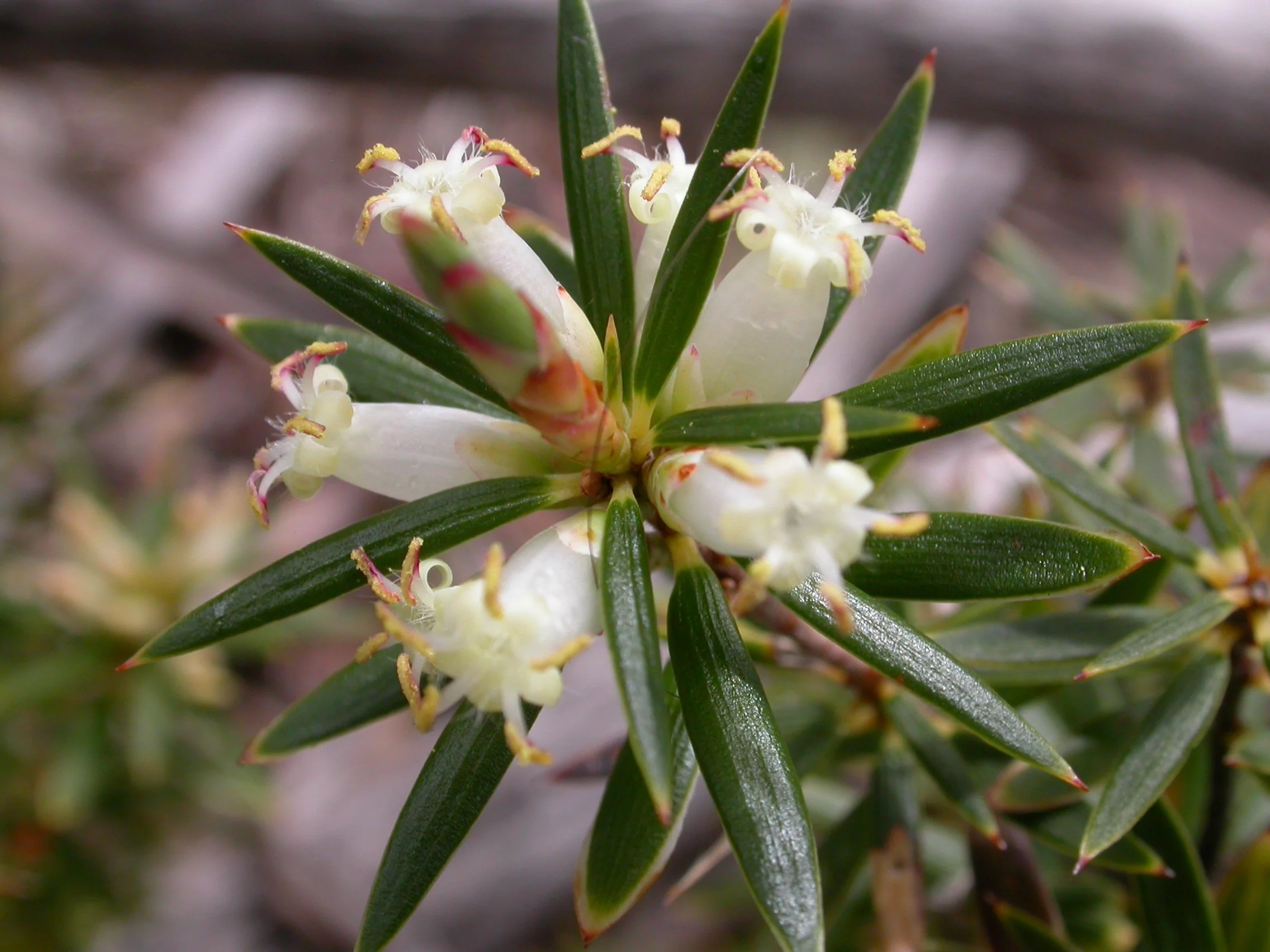 Cyathodes glauca — Australian Plants Society Tasmania inc