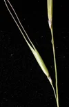 Microlaena stipoides — Australian Plants Society Tasmania inc