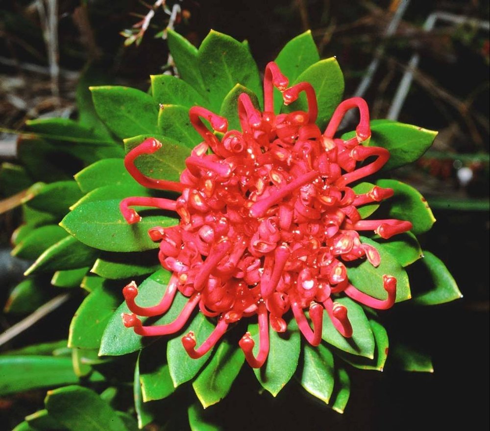 Telopea truncata — Australian Plants Society Tasmania inc