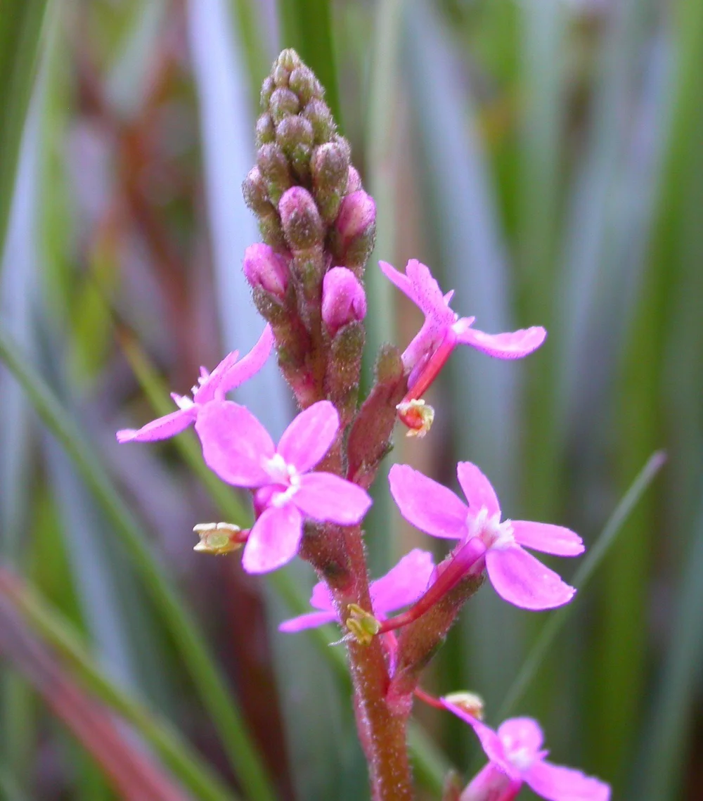 Stylidium graminifolium — Australian Plants Society Tasmania inc