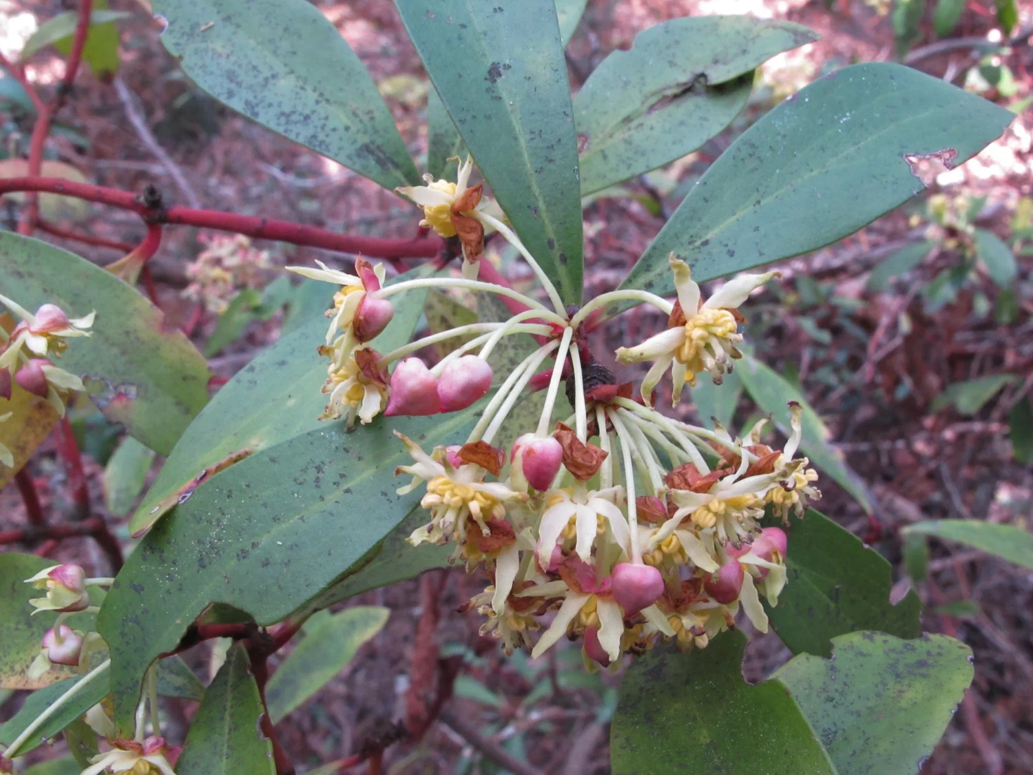 Tasmannia lanceolata — Australian Plants Society Tasmania inc