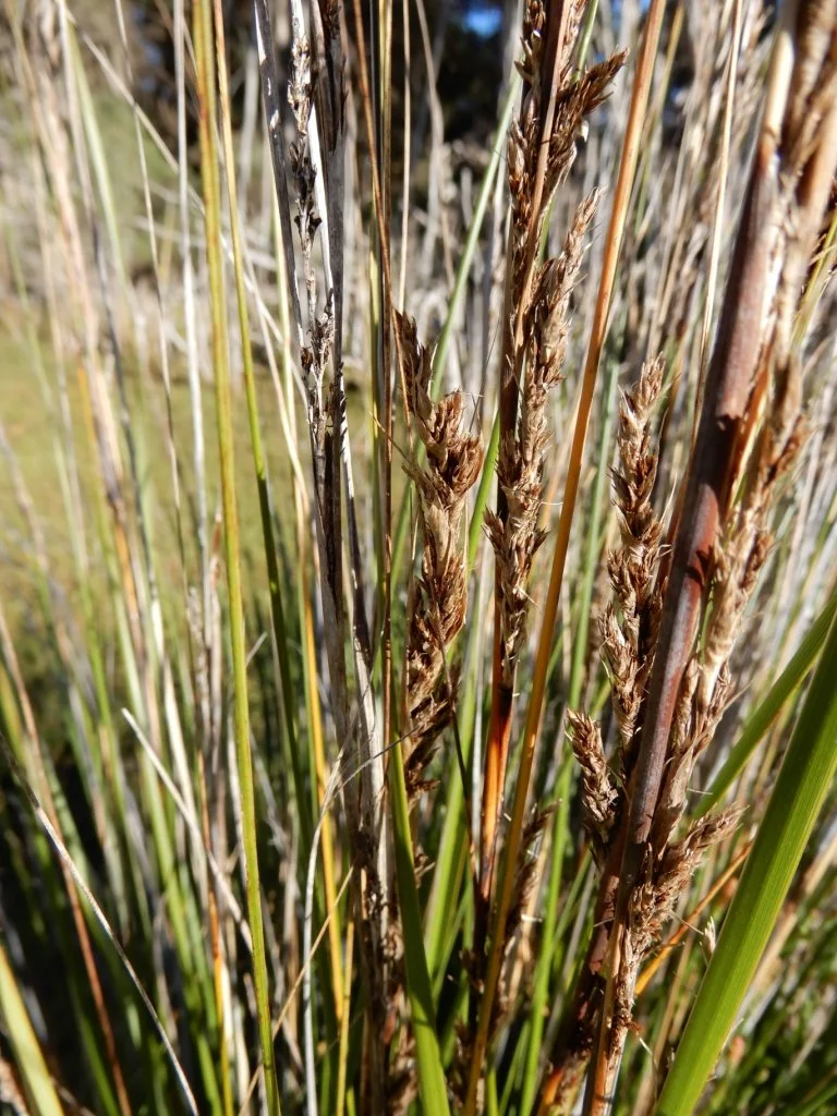 Gahnia radula — Australian Plants Society Tasmania inc