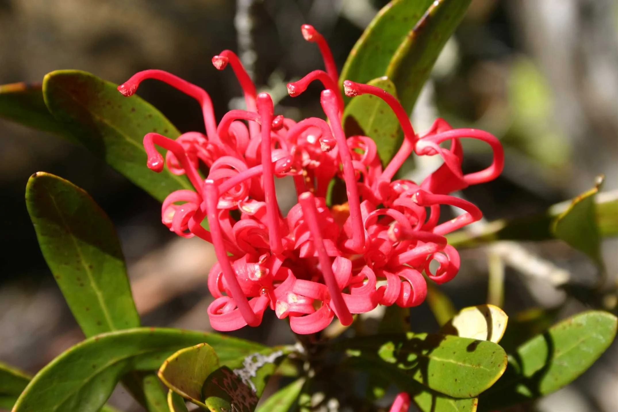 Telopea truncata — Australian Plants Society Tasmania inc