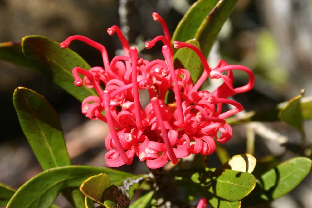 Telopea truncata — Australian Plants Society Tasmania inc