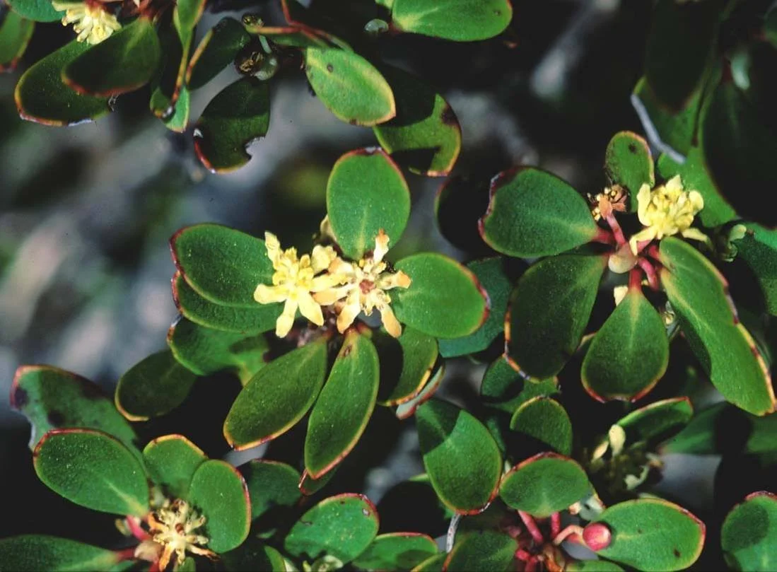 Tasmannia lanceolata — Australian Plants Society Tasmania inc
