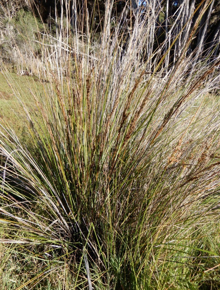 Gahnia radula — Australian Plants Society Tasmania inc