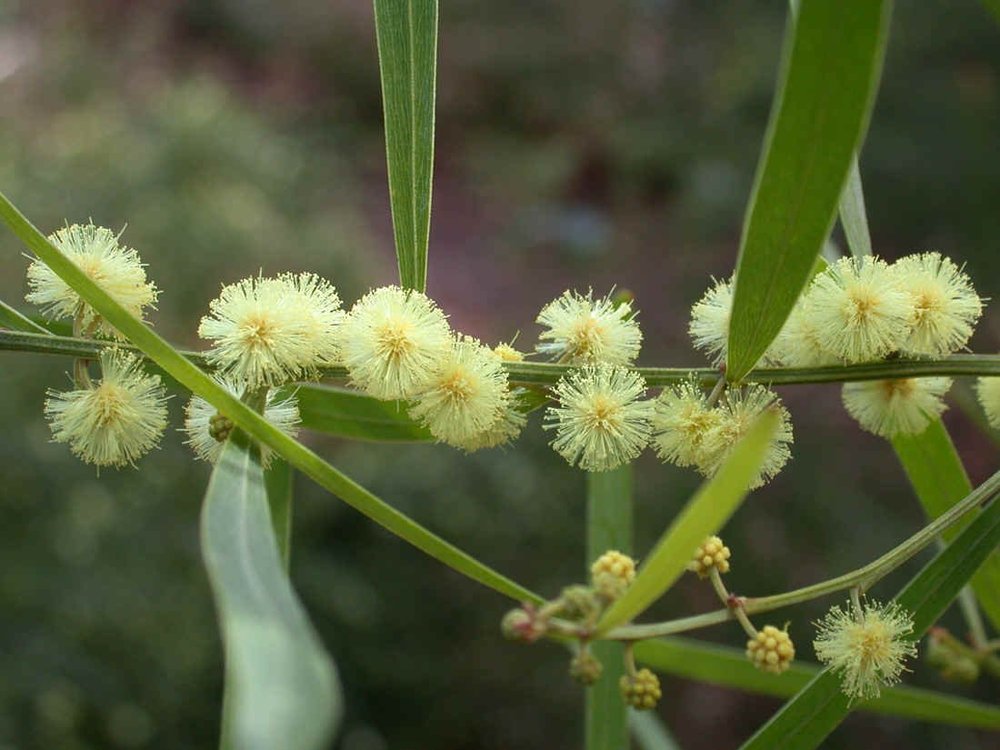 Acacia stricta — Australian Plants Society Tasmania inc