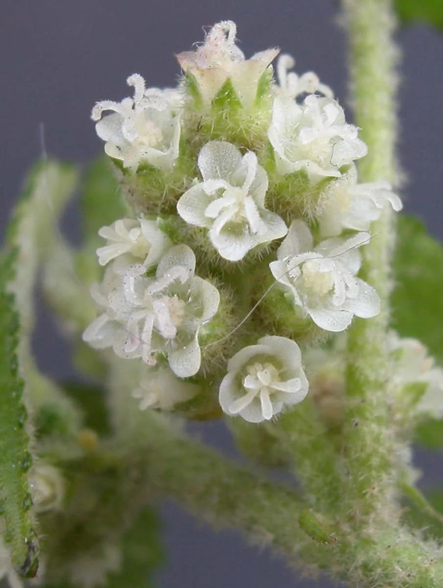 Gynatrix pulchella — Australian Plants Society Tasmania inc