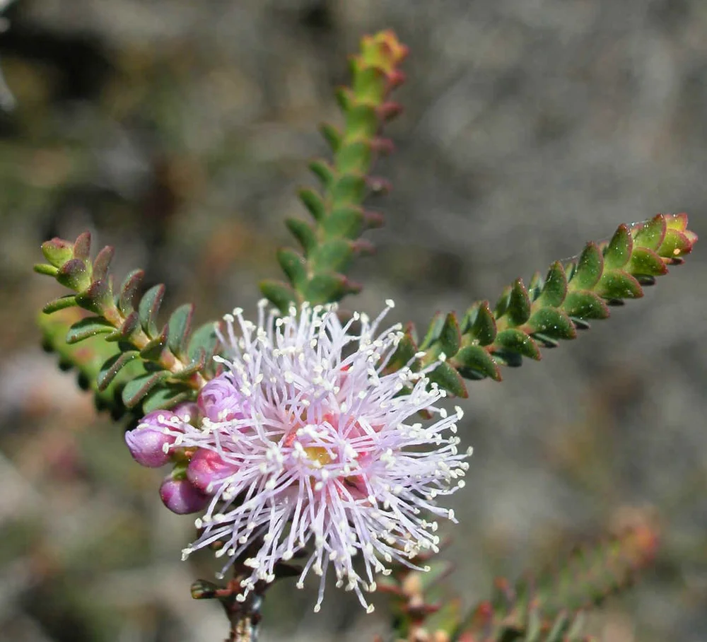 Melaleuca gibbosa — Australian Plants Society Tasmania inc