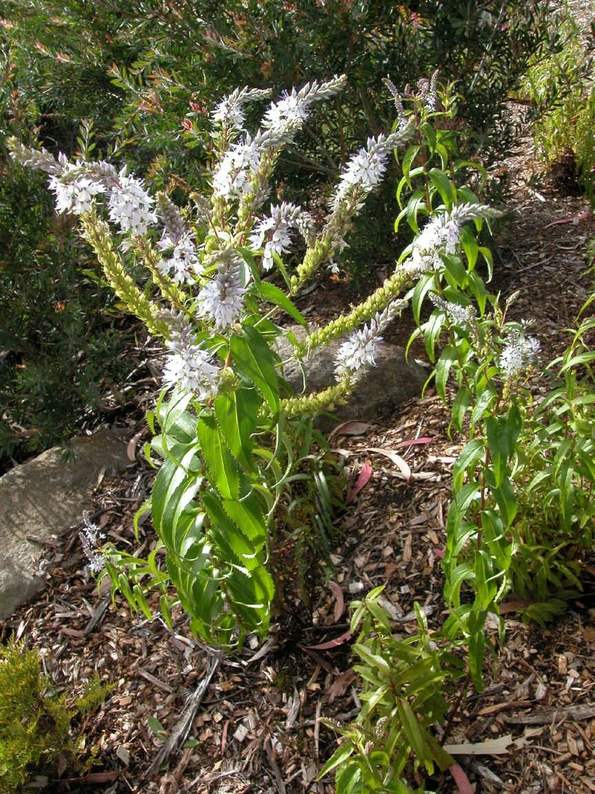 Veronica derwentiana — Australian Plants Society Tasmania inc