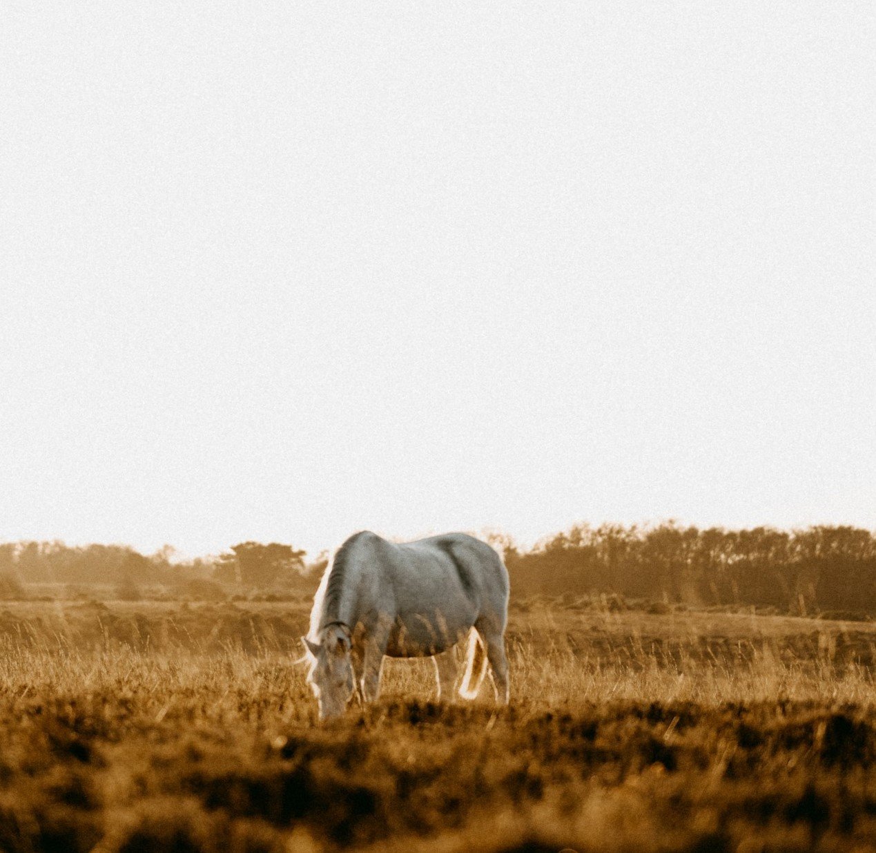 List of human needs from Non-Violent Communication (free pdf)