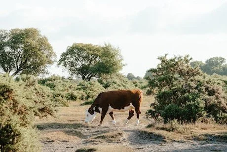 Find direction in life when lost: 7 tips from Coach & Therapist