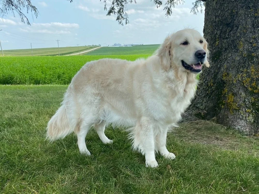 Female English Golden Retrievers — Royal Golden Retrievers