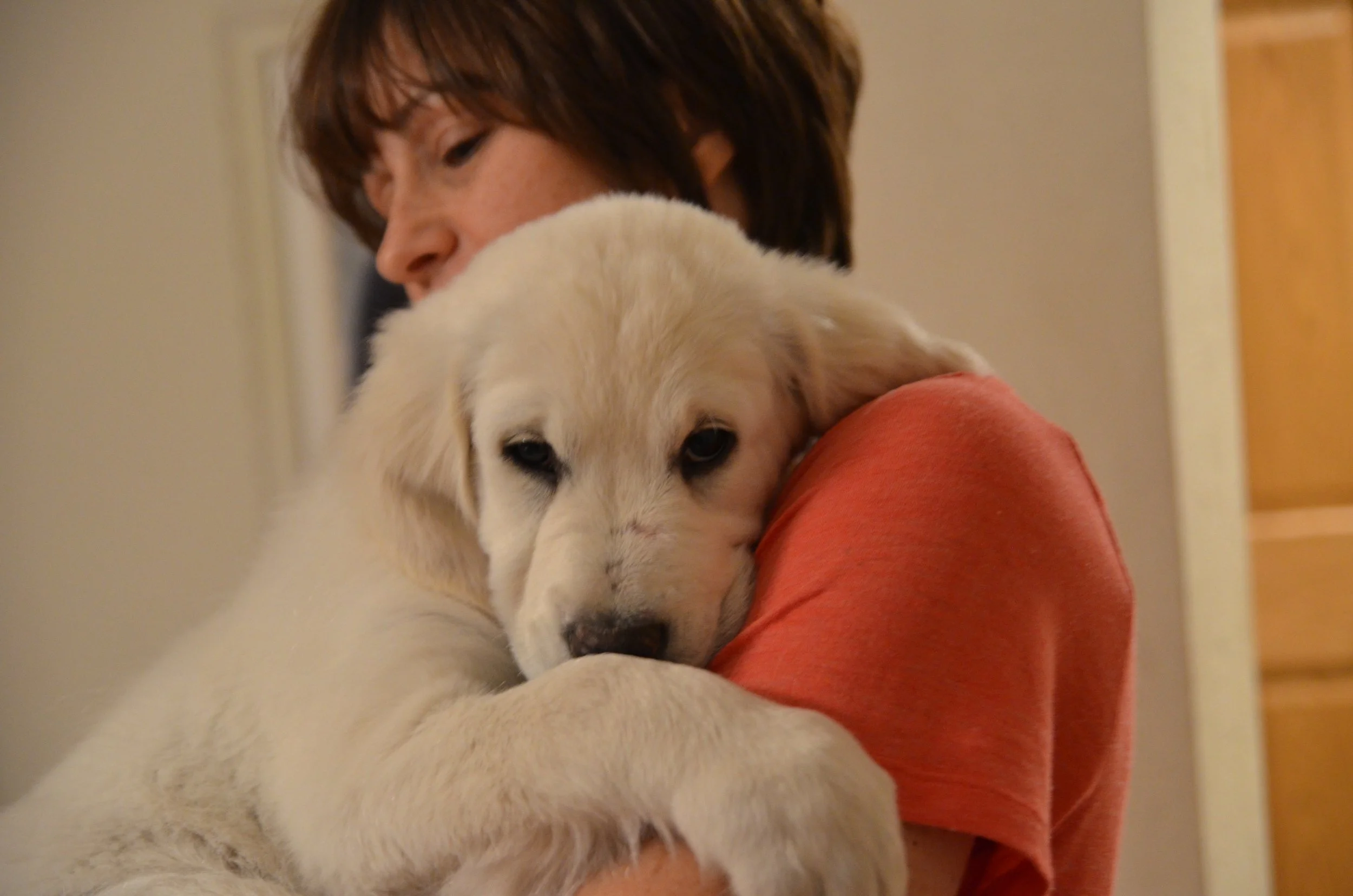 Meet Us — Royal Golden Retrievers