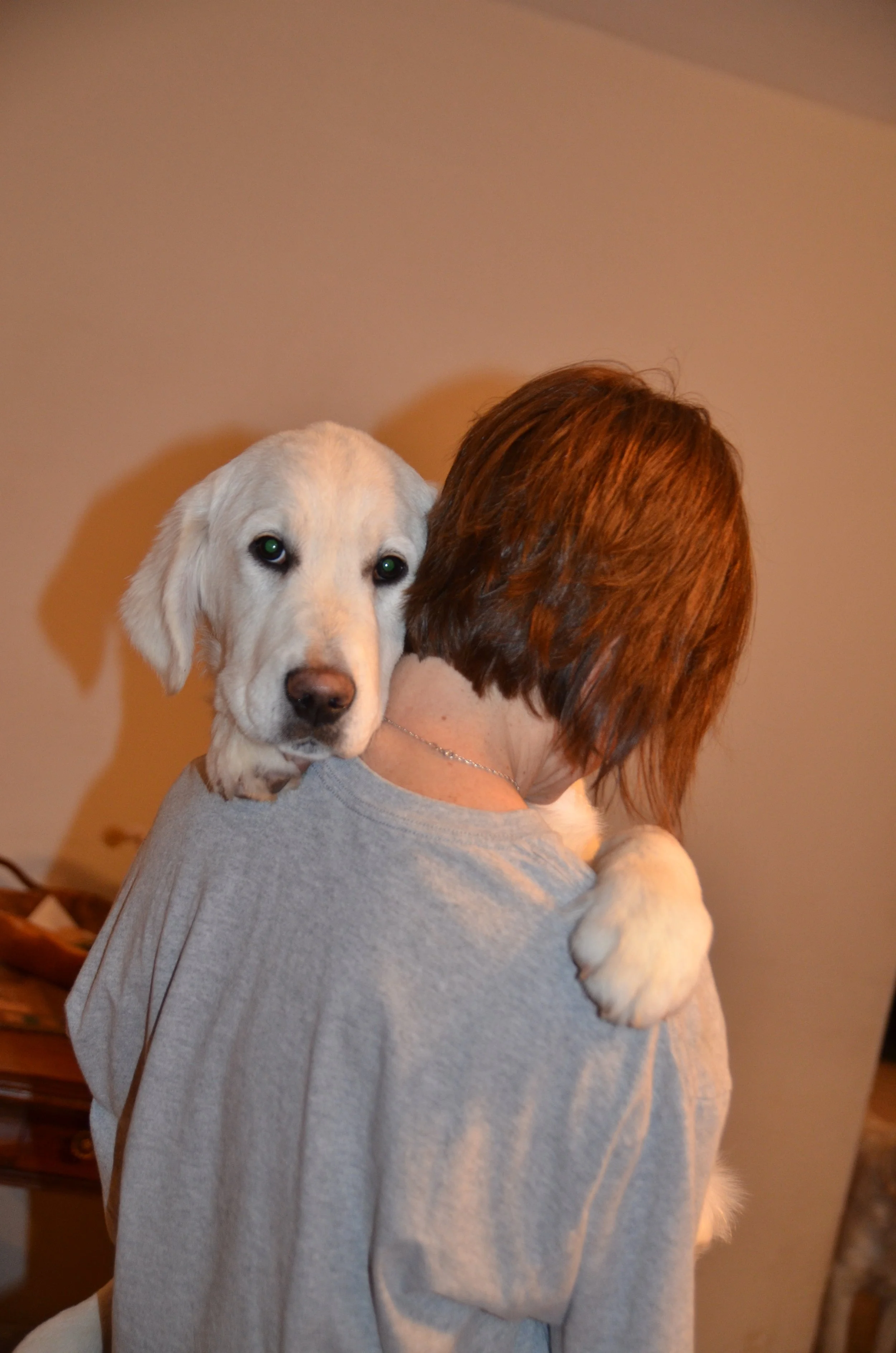 Meet Us — Royal Golden Retrievers