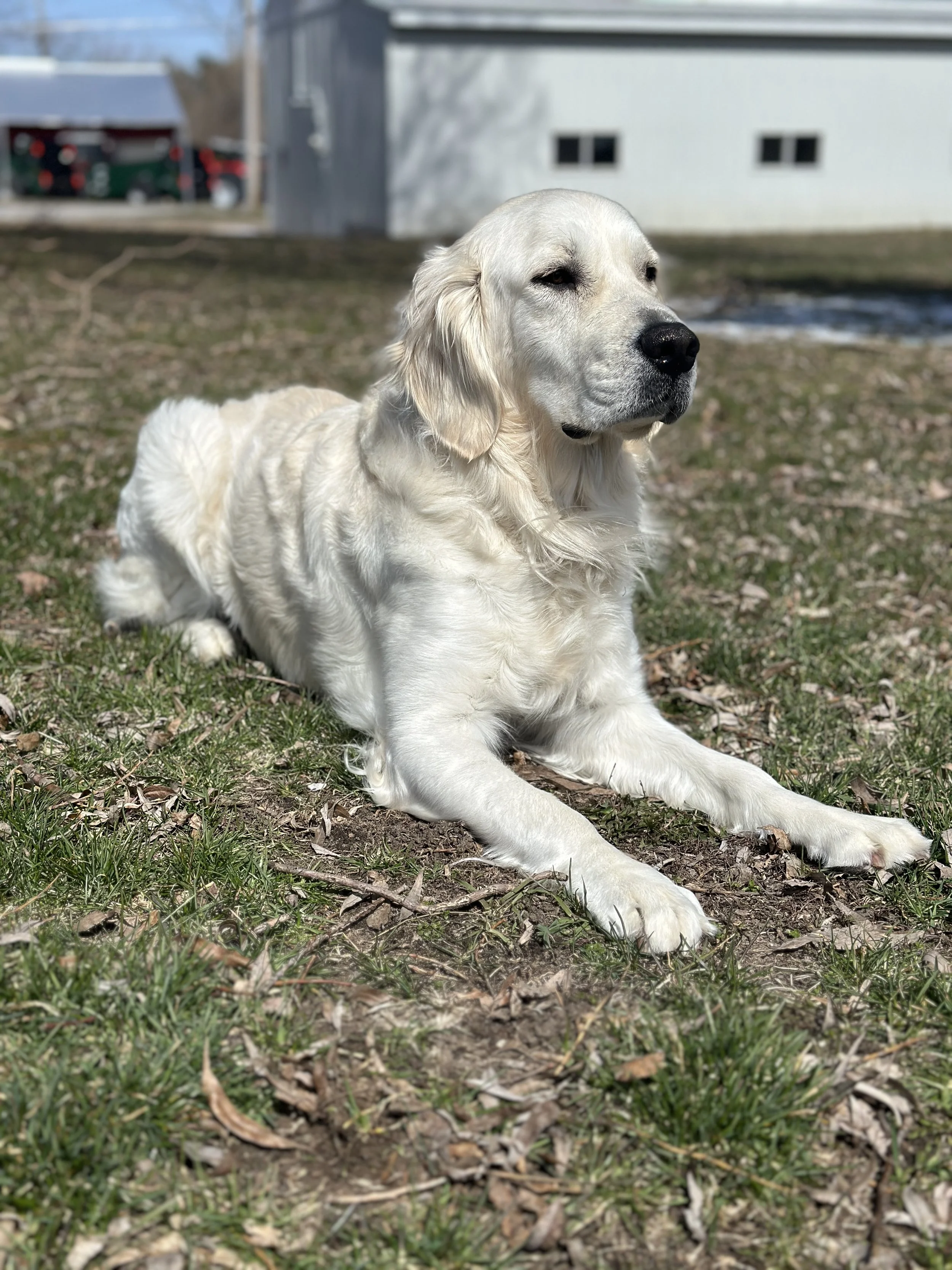 Female English Golden Retrievers — Royal Golden Retrievers