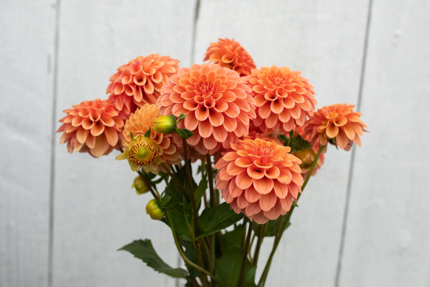 Dahlia Plant Root
