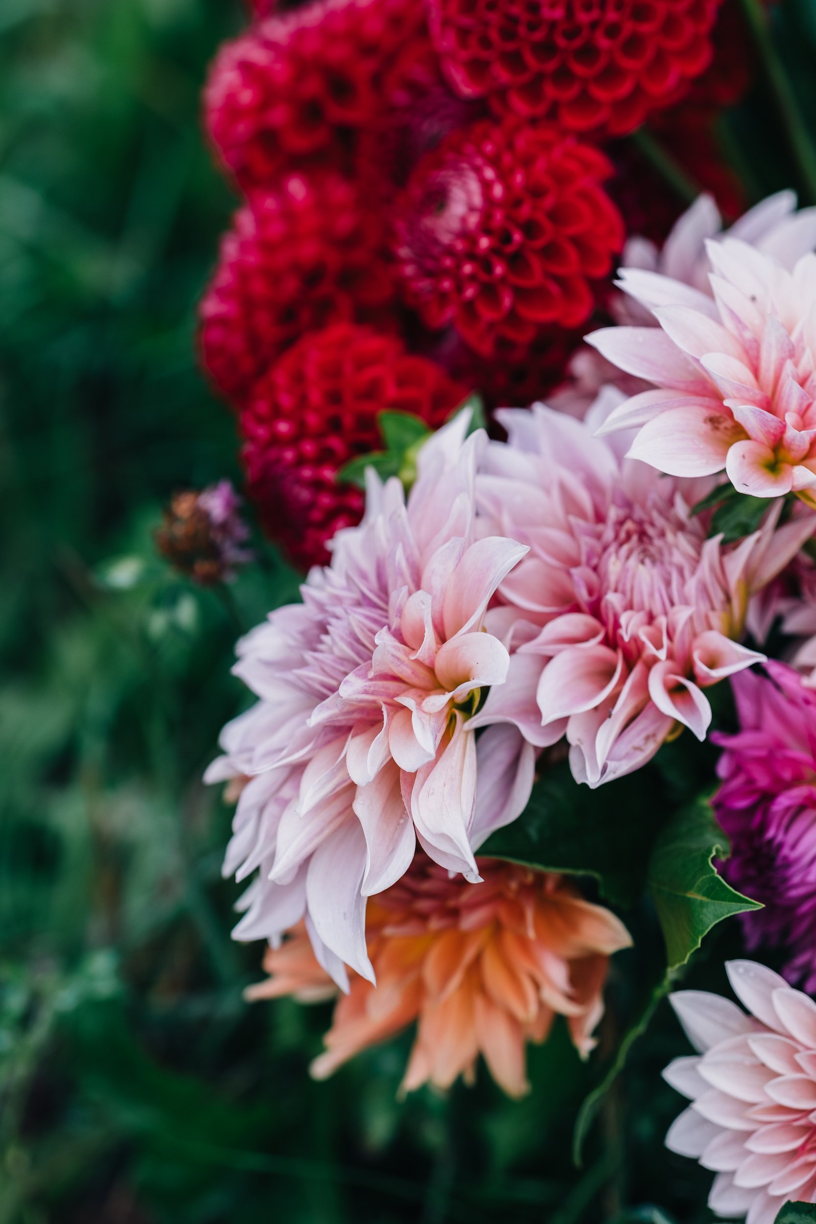 Dahlia Tuber Guide — Bumbleroot Organic Farm