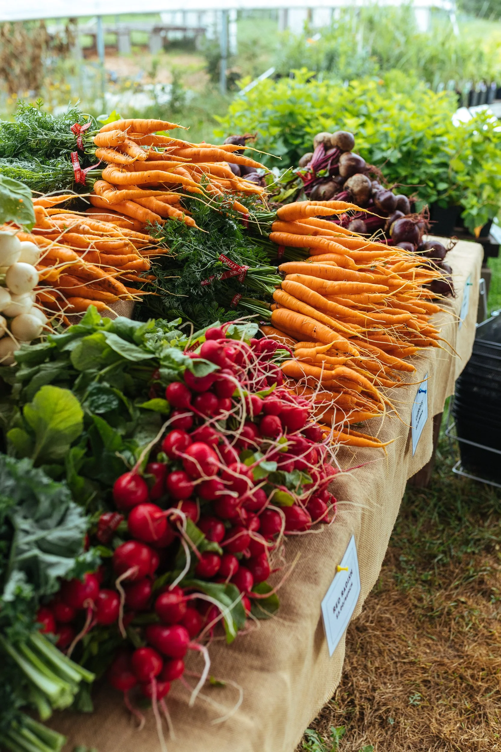 Saturday Farmstand — Bumbleroot Organic Farm