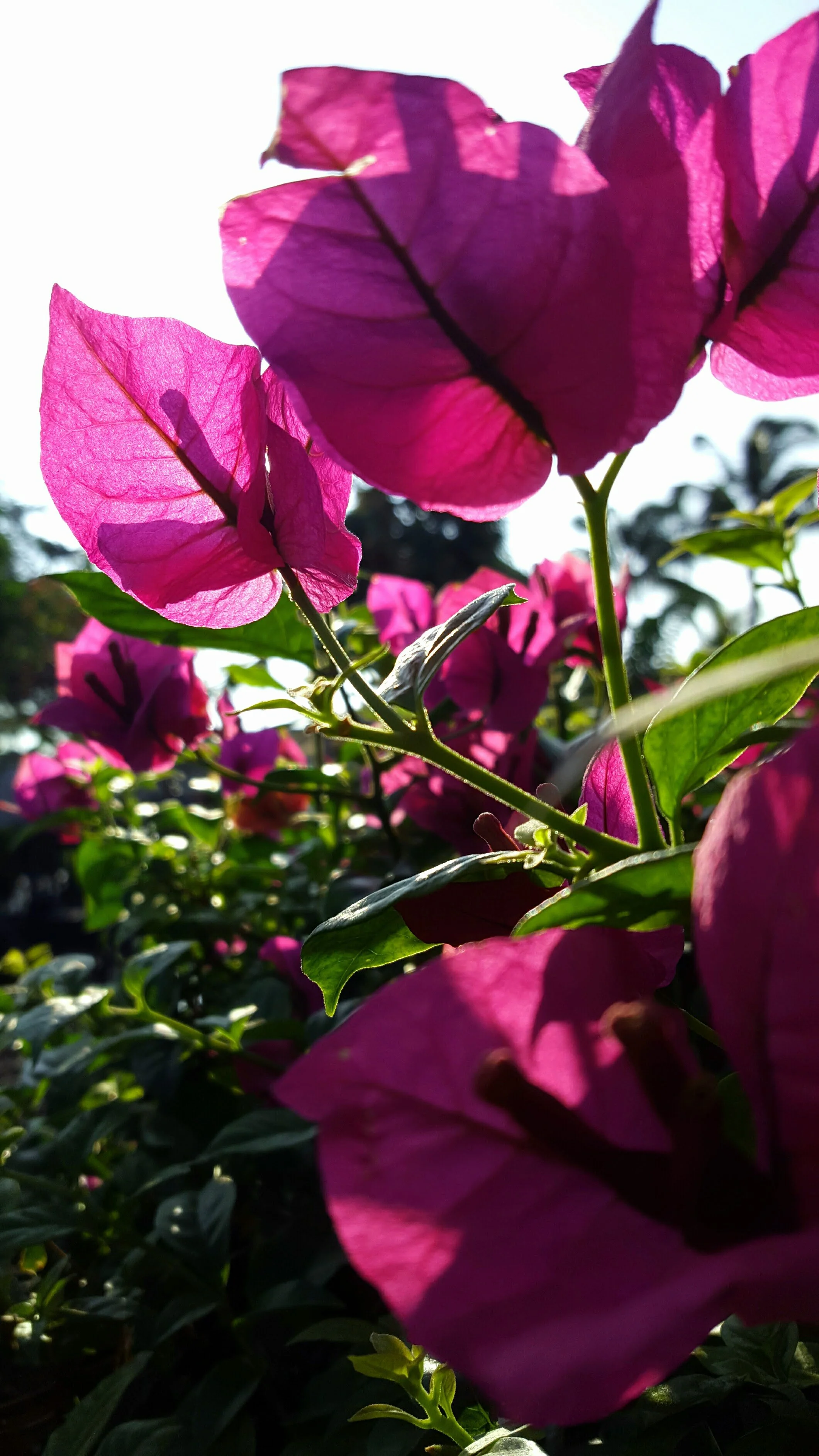 Flora & Fauna — Ridgeline Experiences