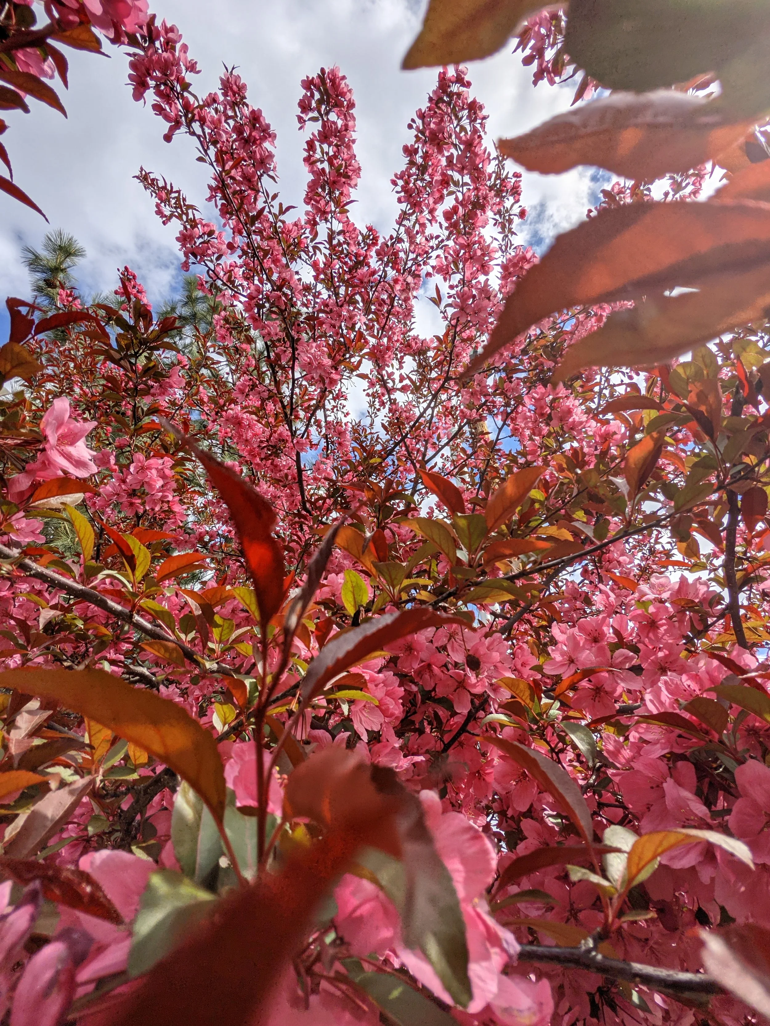 Flora & Fauna — Ridgeline Experiences