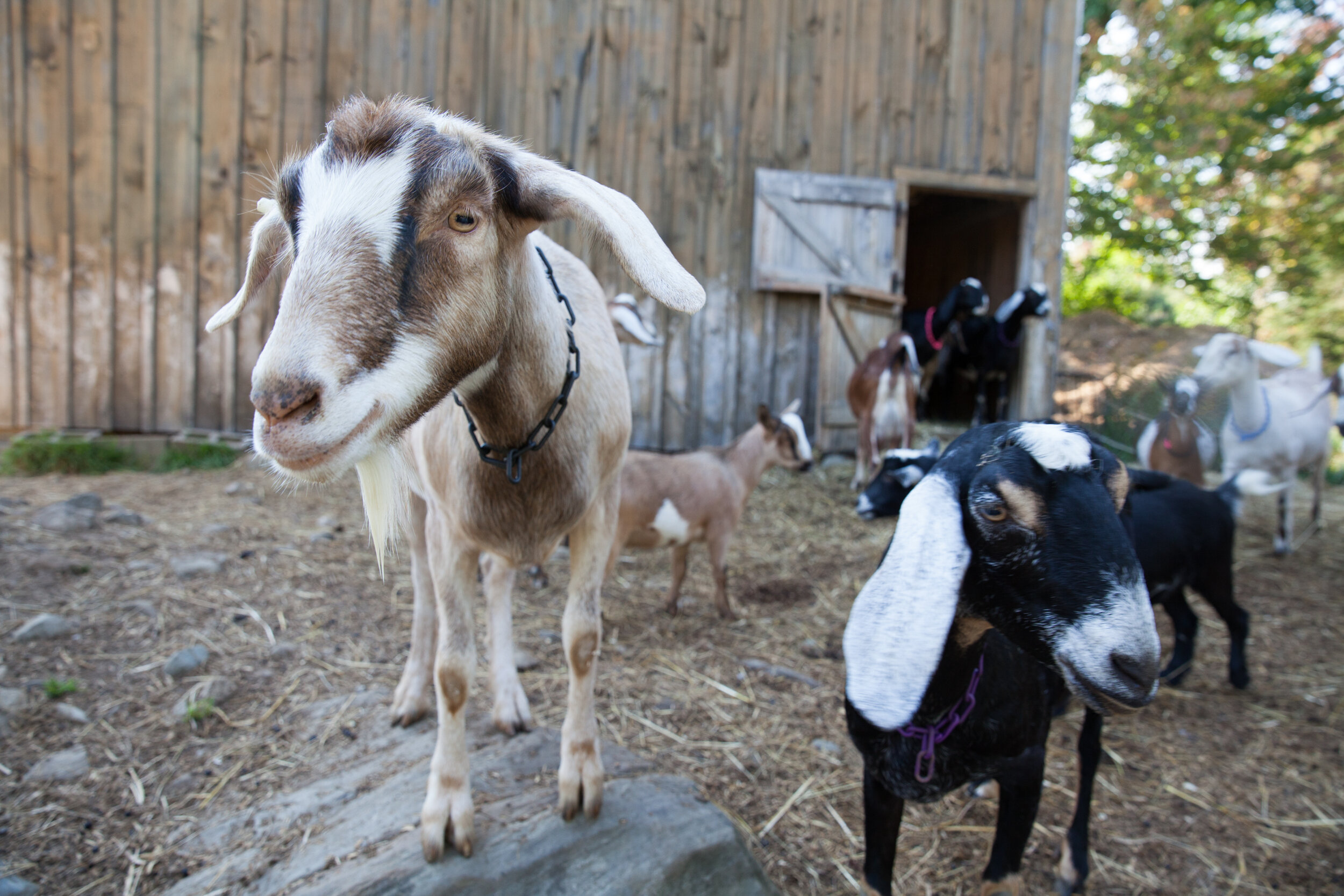 Copper Tail Farm