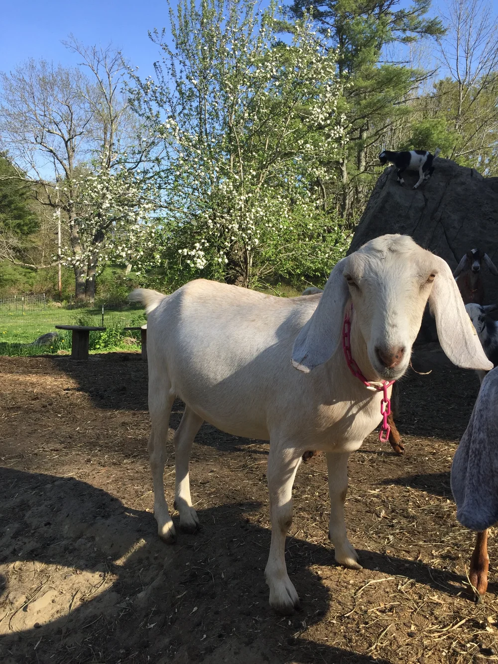 Goat Shaming