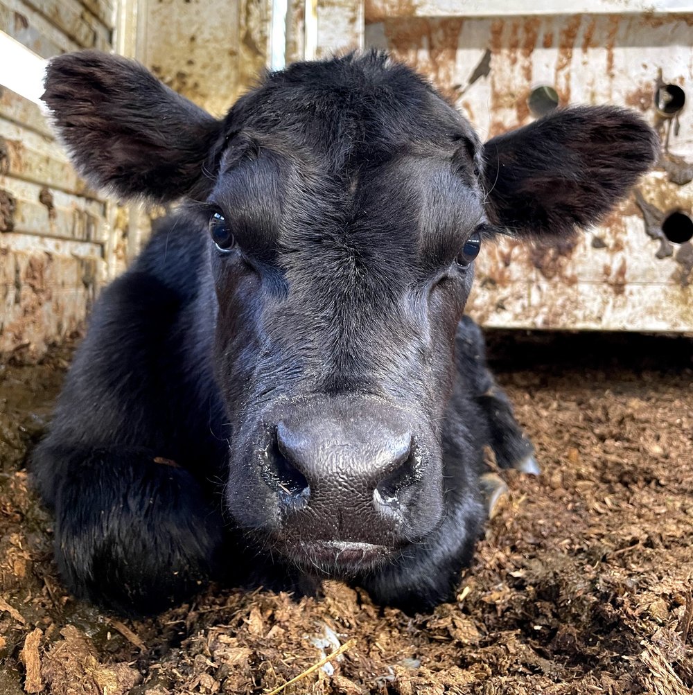 About — County Line Meats