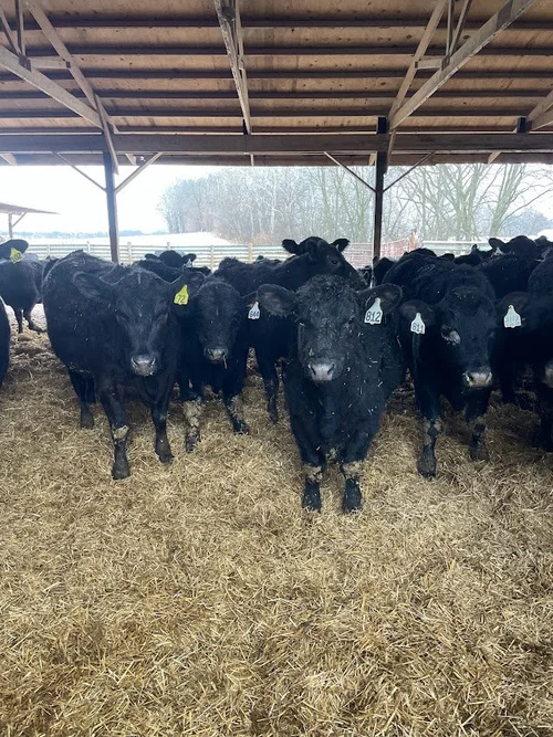 County Line Meats | Locally Raised Beef & Pork